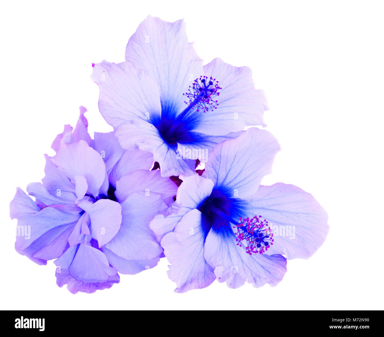 Hibiscus green leaf bud Cut Out Stock Images & Pictures - Alamy