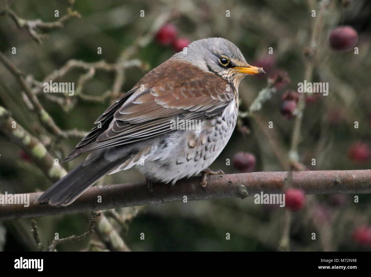 Fieldfare turdus Pilaris UK Stock Photo Alamy