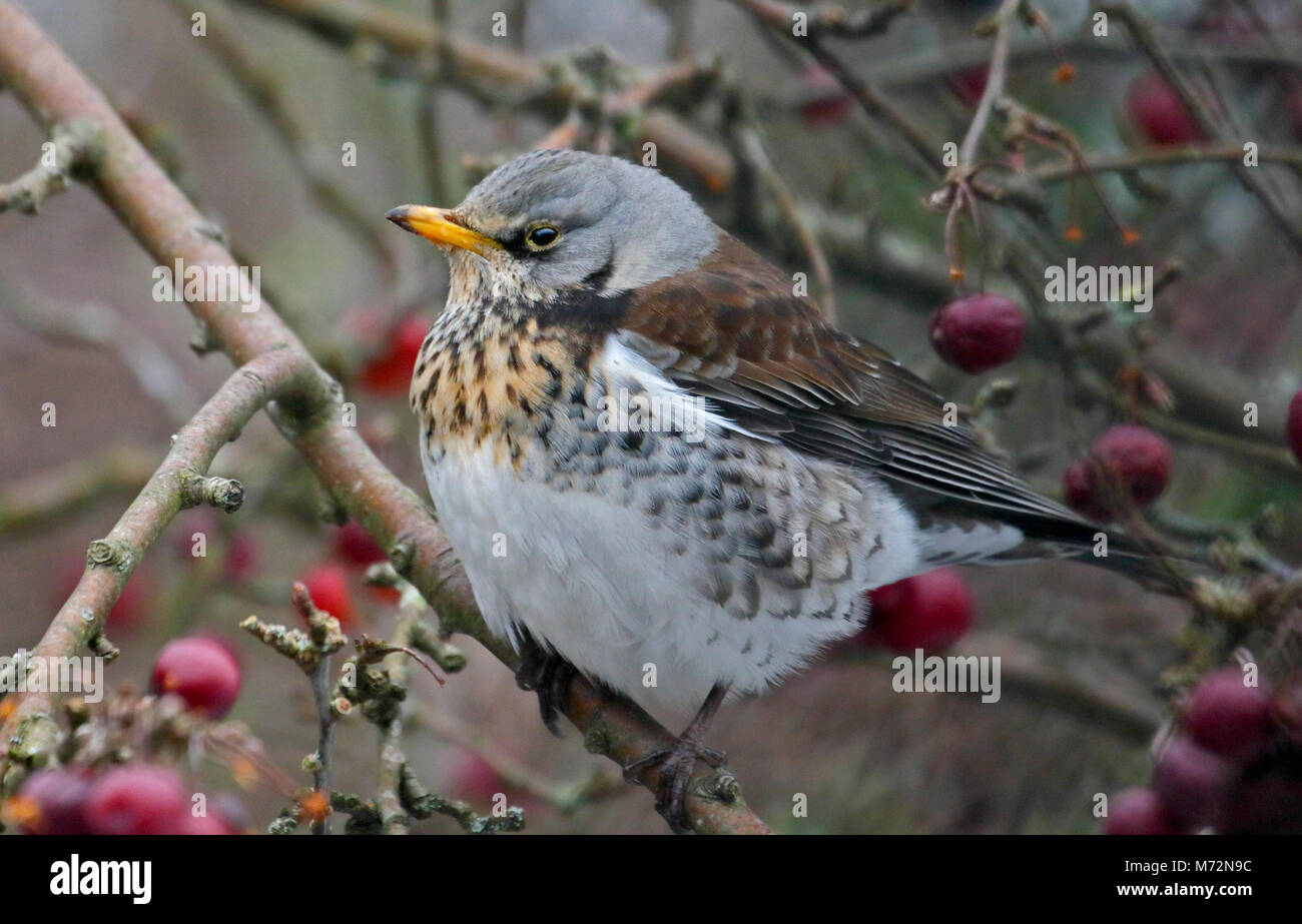 Fieldfare (turdus pilaris), UK Stock Photo - Alamy