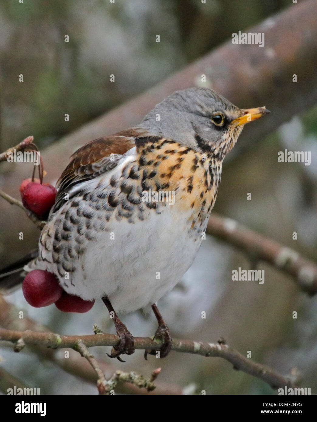 Fieldfare (turdus pilaris), UK Stock Photo - Alamy
