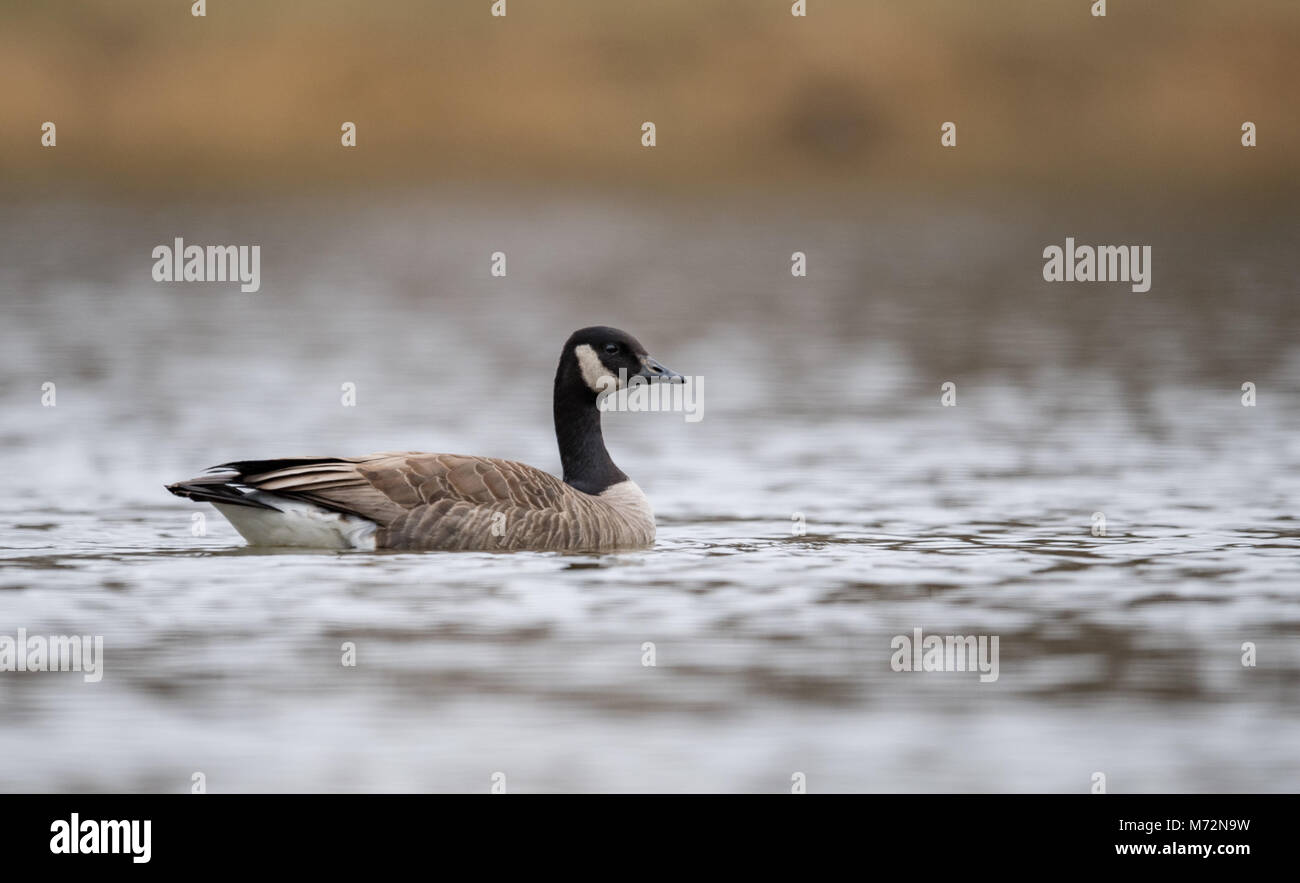 Canada goose amazing bird hi-res stock photography and images - Alamy