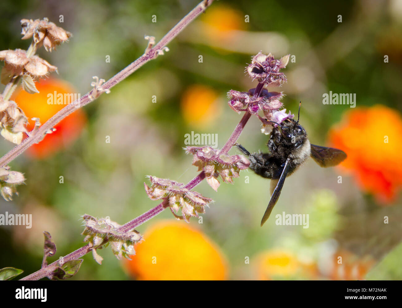 Big bumble bee hi-res stock photography and images - Alamy