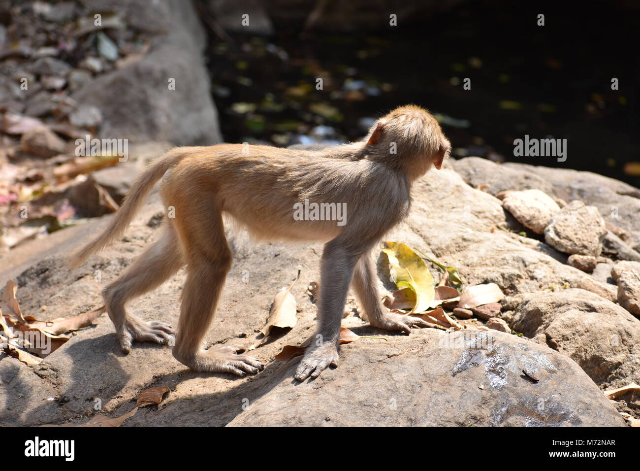 Monkey walking hi-res stock photography and images - Alamy