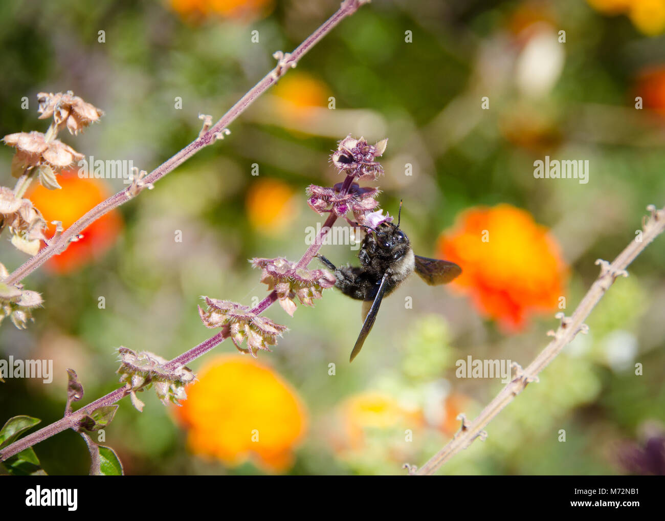 Big bumble bee on purple flower enjoy the nectar Stock Photo - Alamy