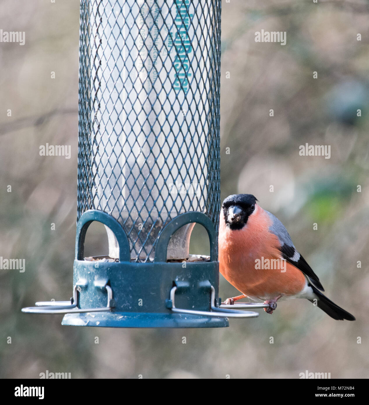 Bullfinch wings hi-res stock photography and images - Alamy
