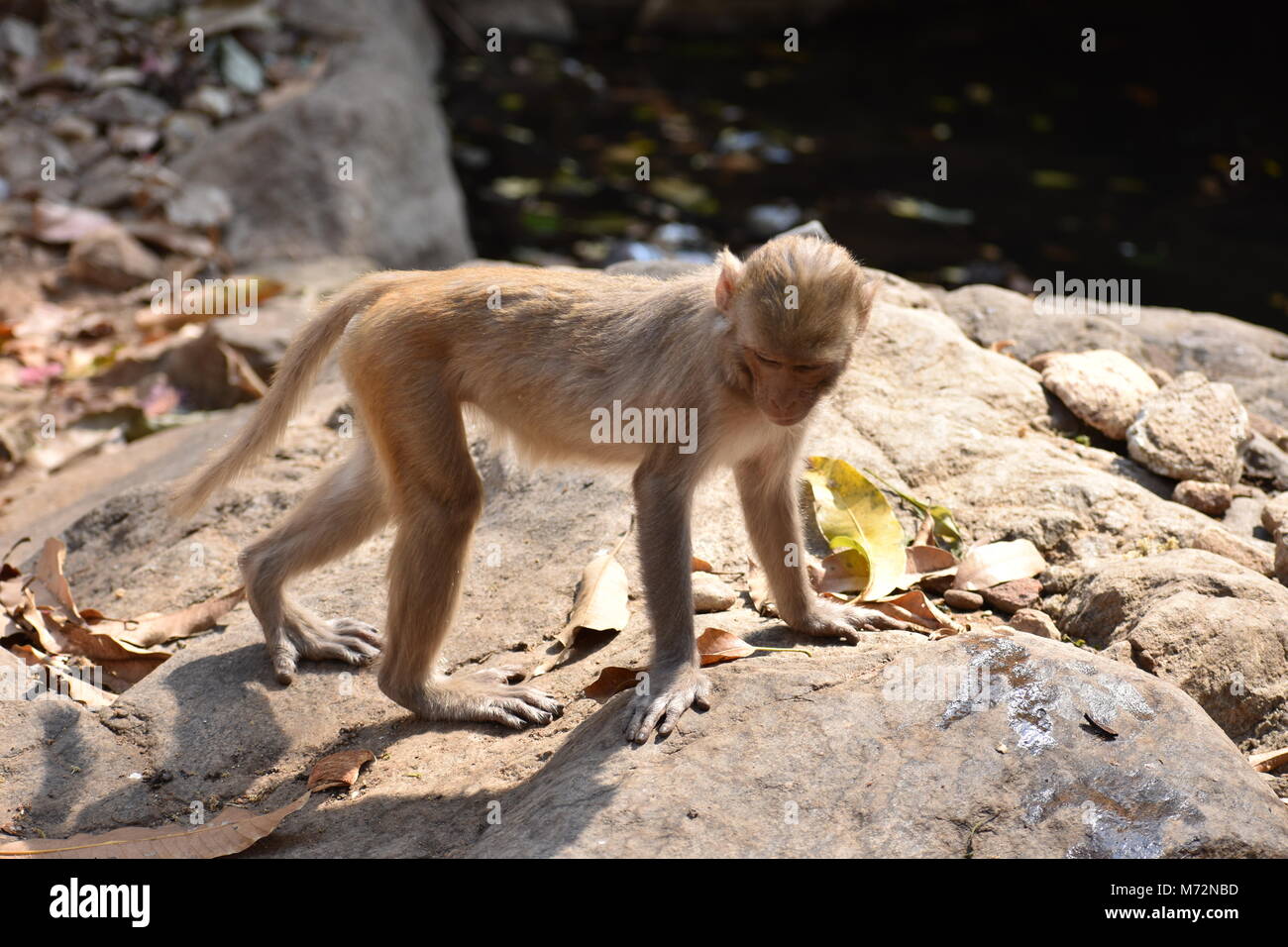 Monkey walking on hi-res stock photography and images - Alamy