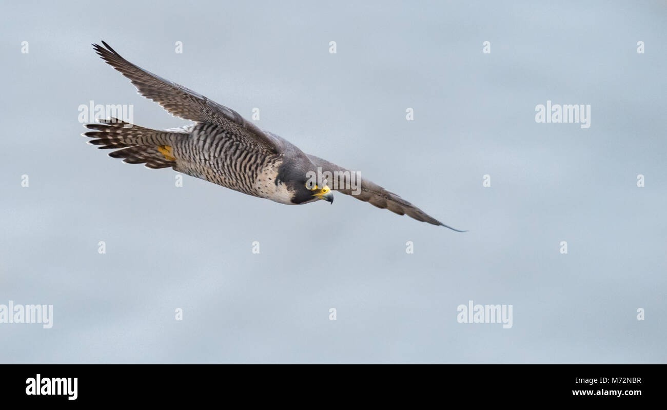 Fish Mating High Resolution Stock Photography and Images - Alamy