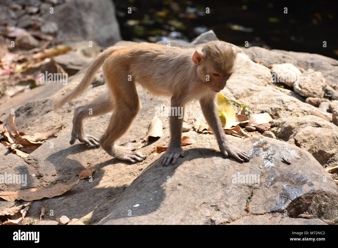 Monkey walking hi-res stock photography and images - Alamy