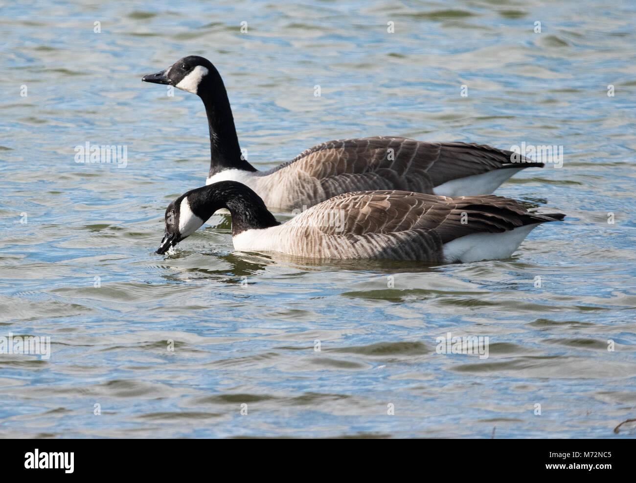 Canada Goose (Branta Canadensis Stock Photo - Alamy