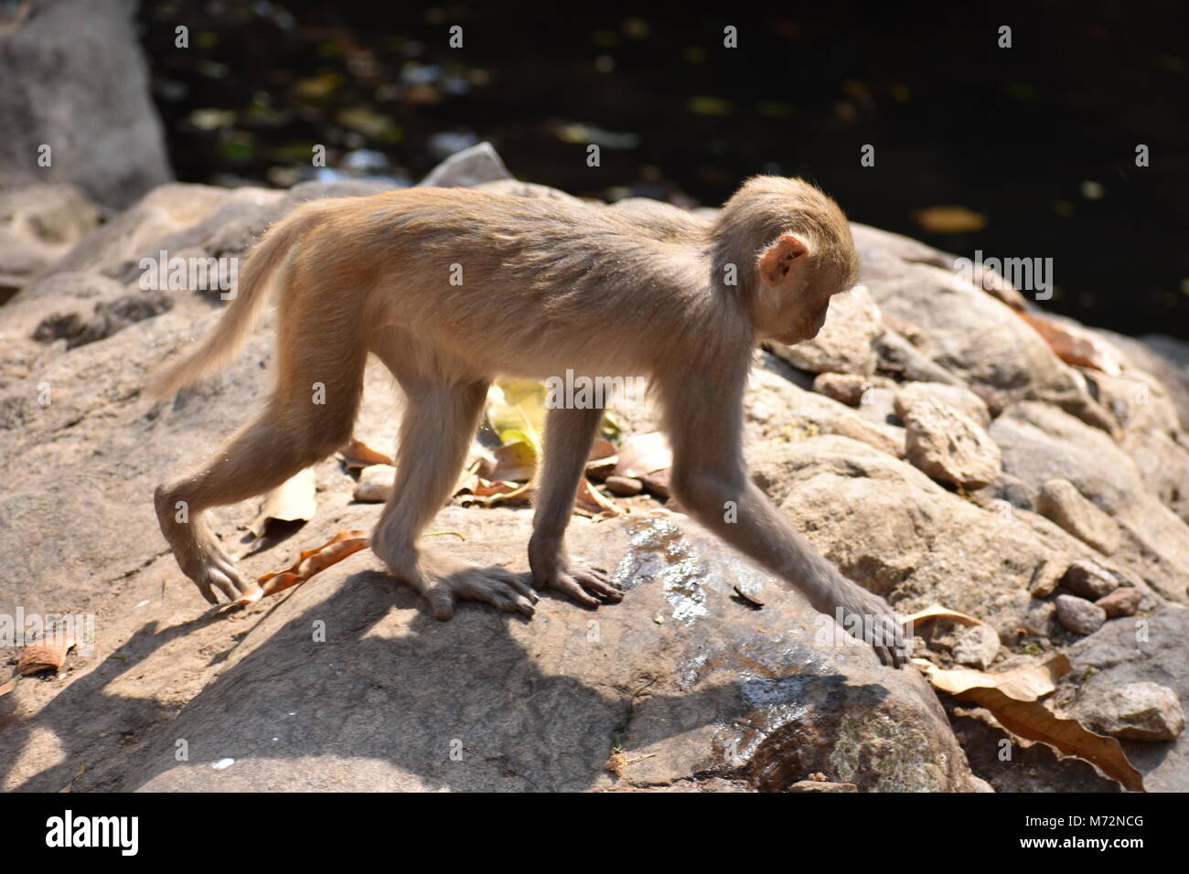 Monkey walking hi-res stock photography and images - Alamy
