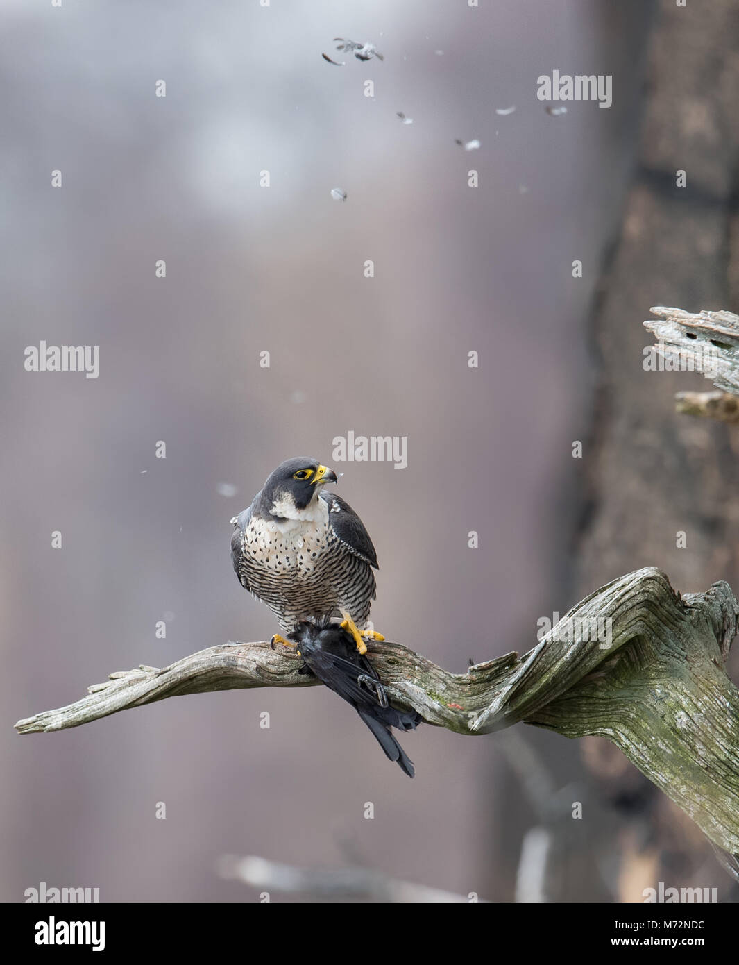 Flying mating hi-res stock photography and images - Alamy