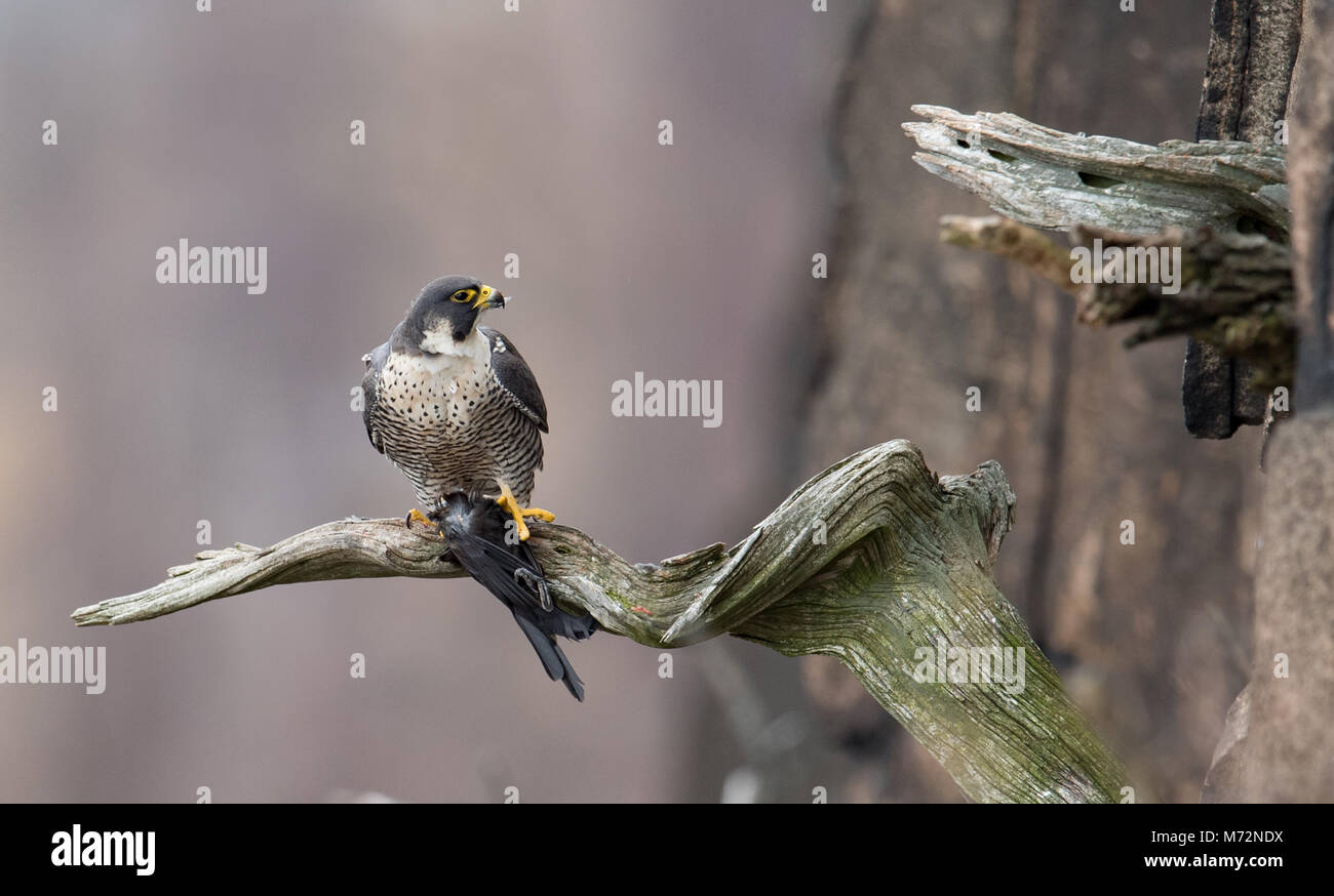 Fish Eating Owl High Resolution Stock Photography and Images - Alamy