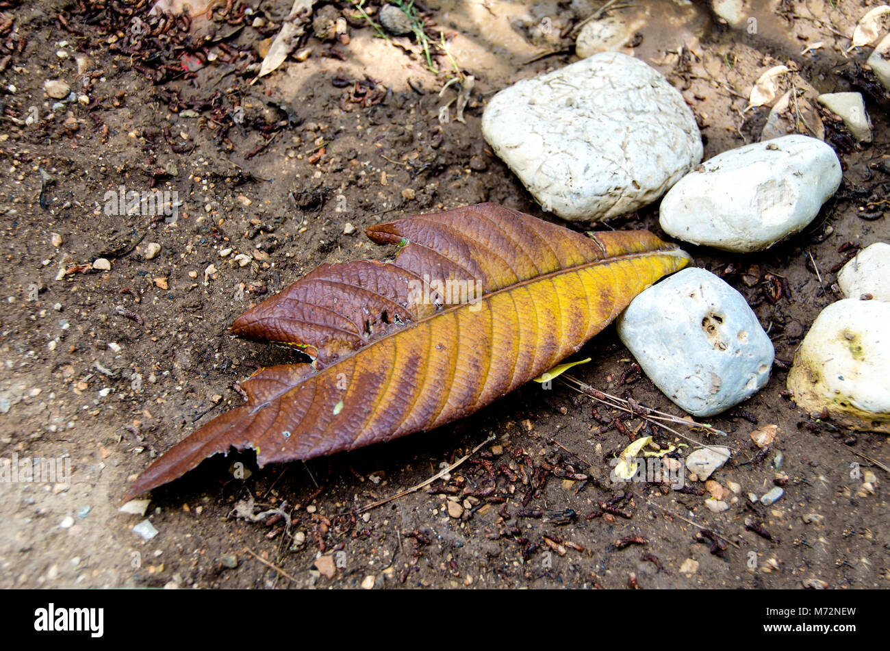 A close-up of a hal eaten from insects leaf with some pebbles on the ...