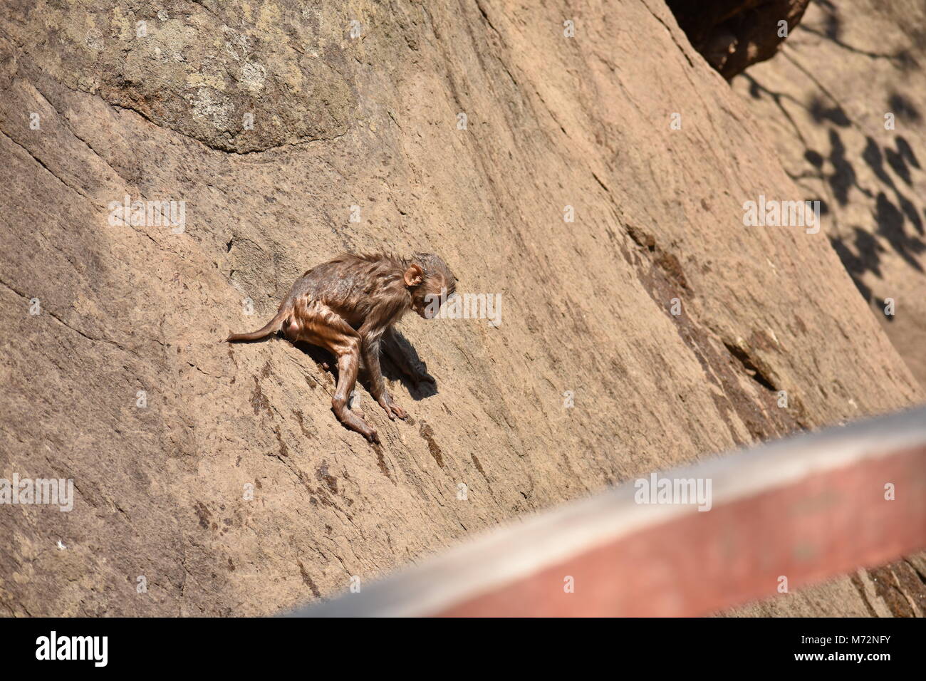Awesome snap of monkey cling on straight stone after bathing on water ...