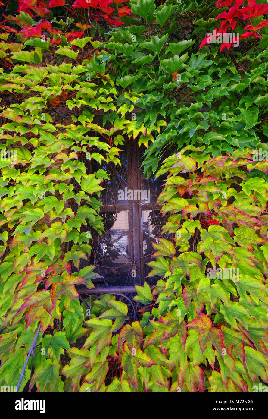 old window covered with leaf from tree Stock Photo - Alamy