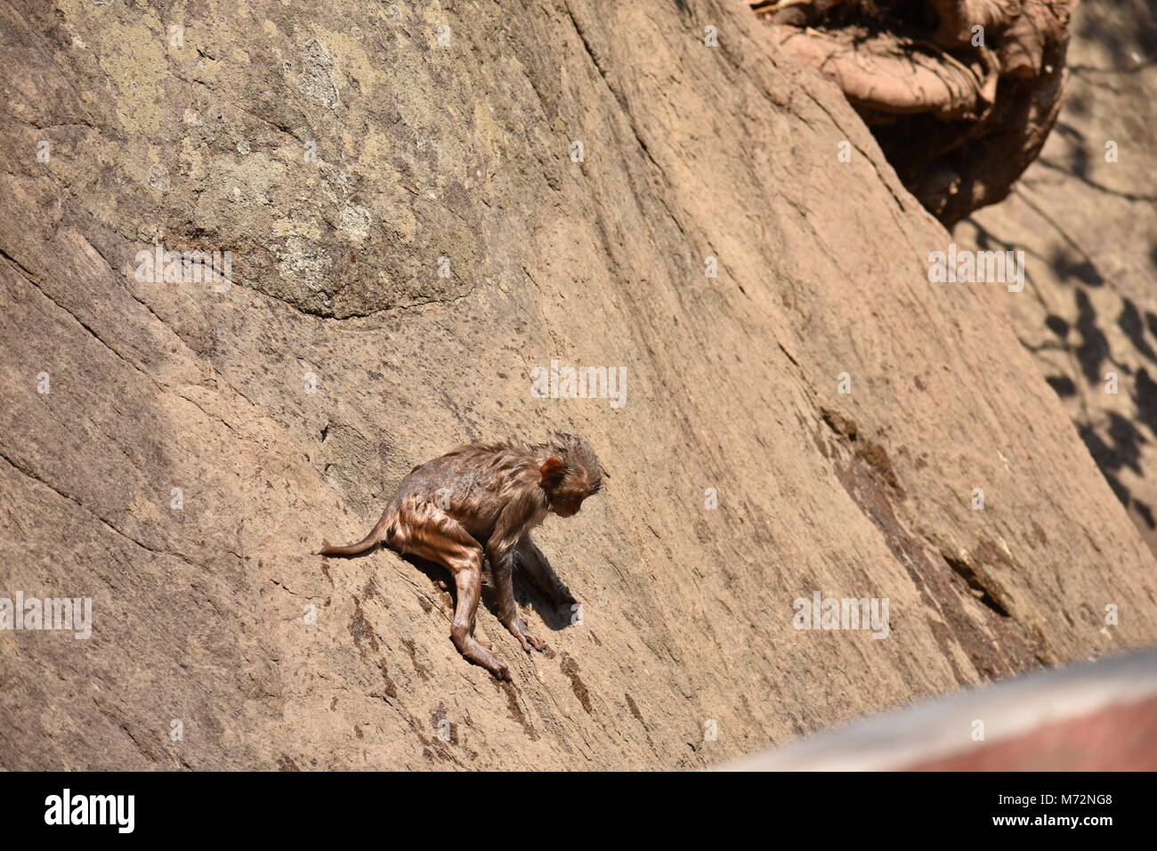 Awesome snap of monkey cling on straight stone after bathing on water ...