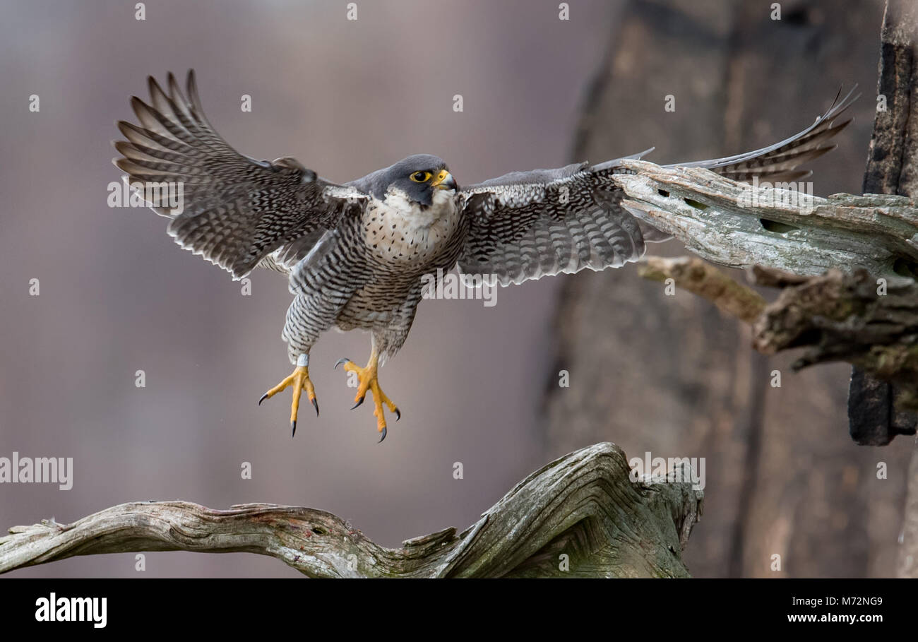 Fish eating owl hi-res stock photography and images - Alamy