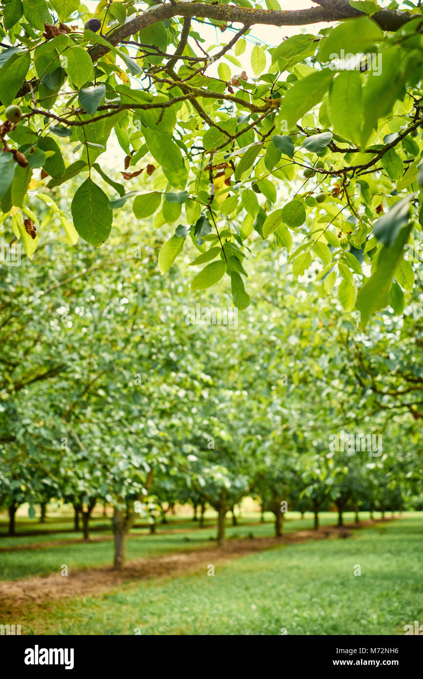 Walnut Plantation High Resolution Stock Photography and Images - Alamy
