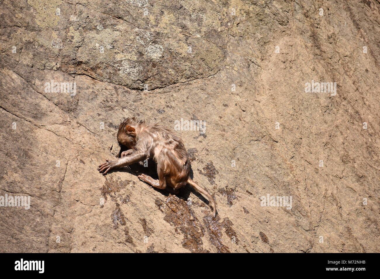 Awesome snap of monkey cling on straight stone after bathing on water ...