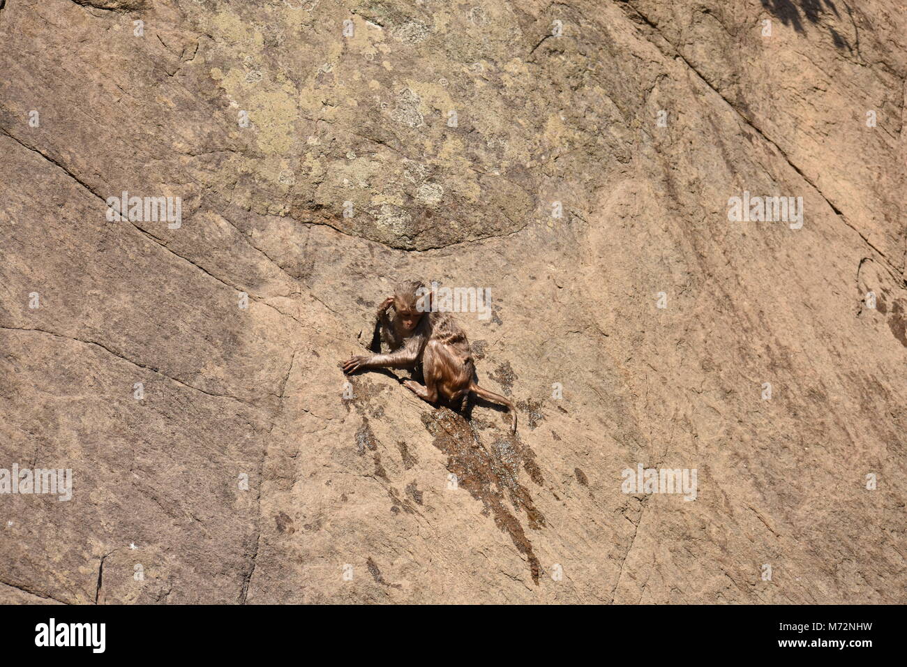Awesome snap of monkey cling on straight stone after bathing on water ...