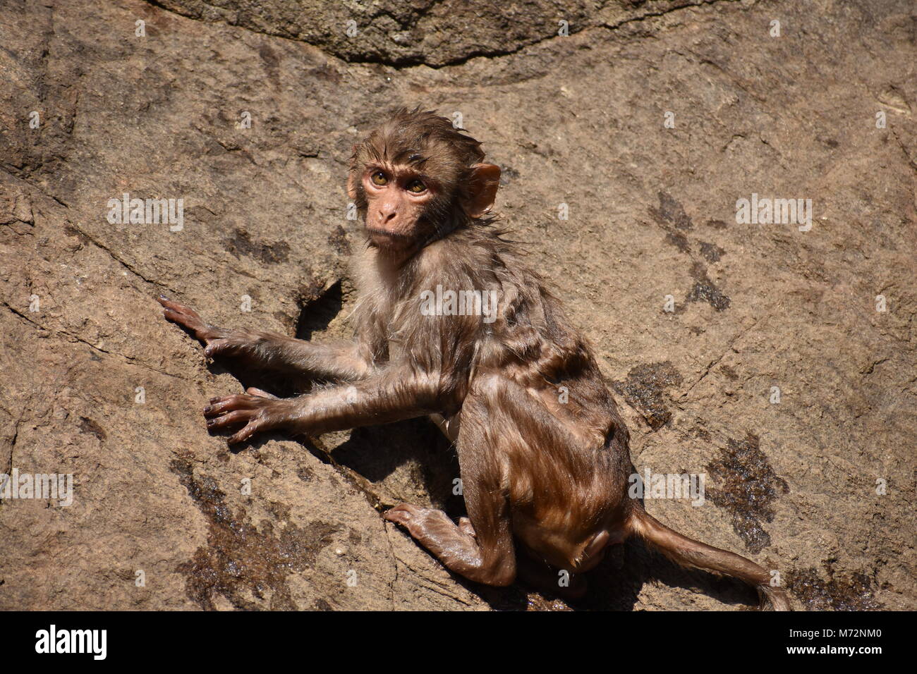 Awesome looking of a monkey playing near a water pool. He cling on big ...