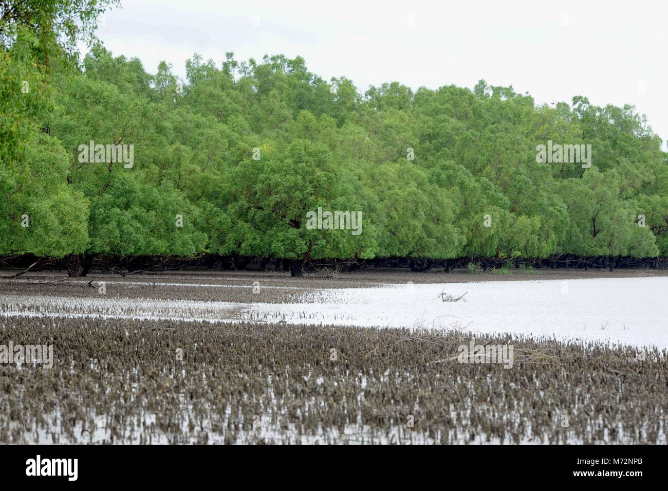 Sundarban Mangrove Forest High Resolution Stock Photography and Images ...