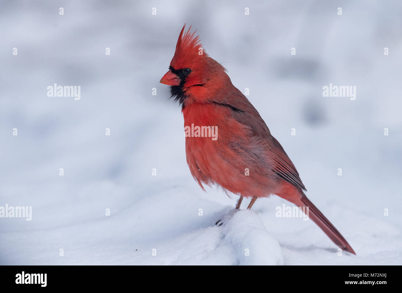 Red sea cardinal hi-res stock photography and images - Alamy