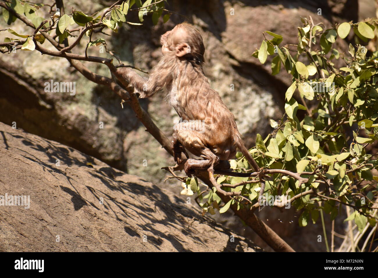 Monkeys playing monkeys jumping water hi-res stock photography and ...