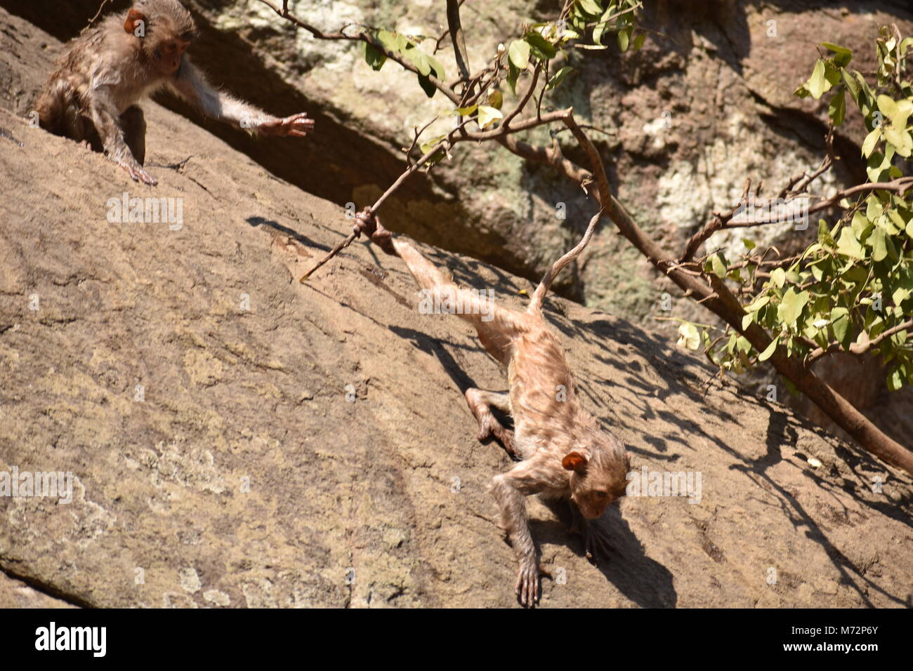 Monkeys playing monkeys jumping water hi-res stock photography and ...