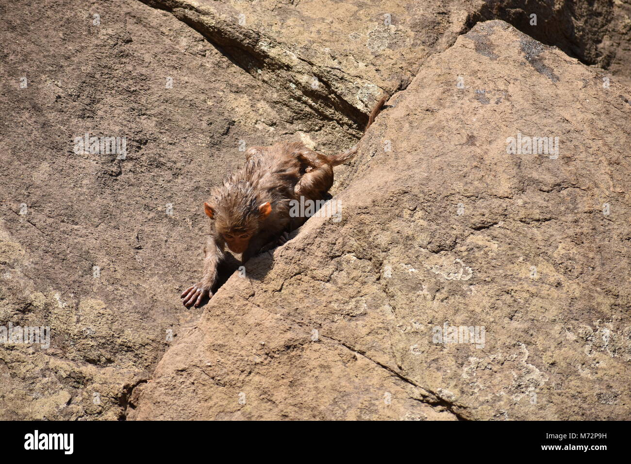 Awesome looking of a monkey playing near a water pool. He cling on big ...