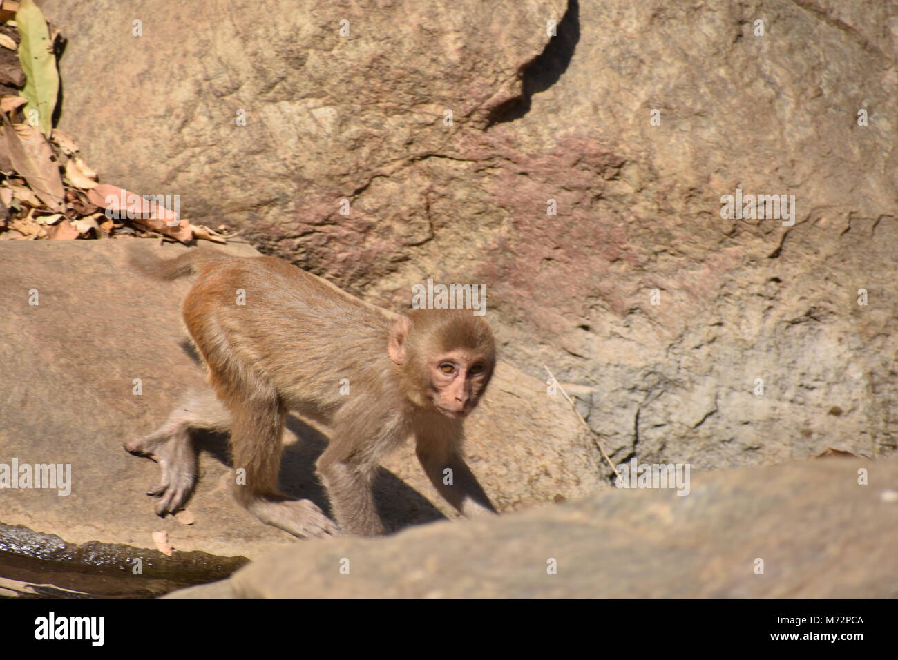 A monkey walking on stone with very carefully Stock Photo - Alamy