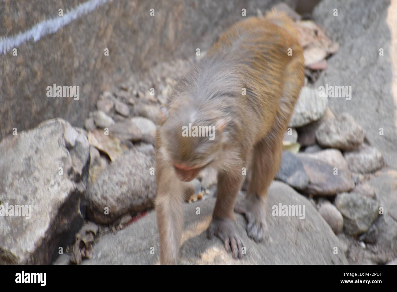 A monkey walking on stone with very carefully Stock Photo - Alamy