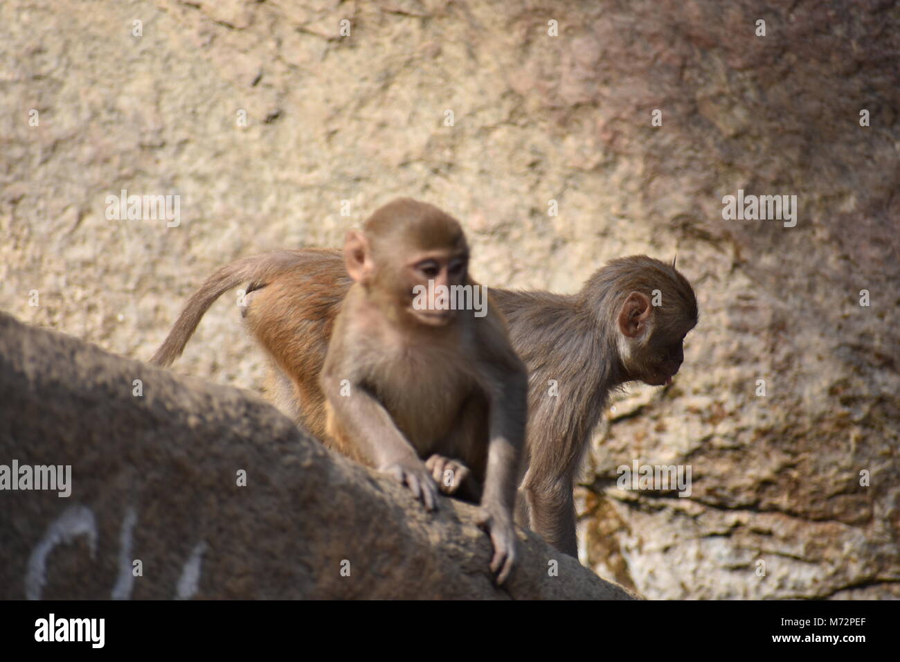 Two monkeys together hi-res stock photography and images - Alamy