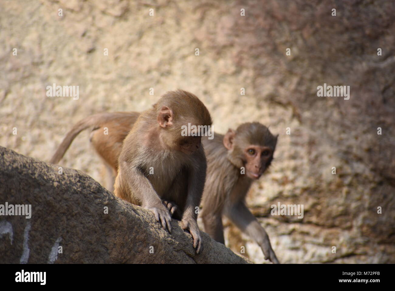 Two monkeys together hi-res stock photography and images - Alamy