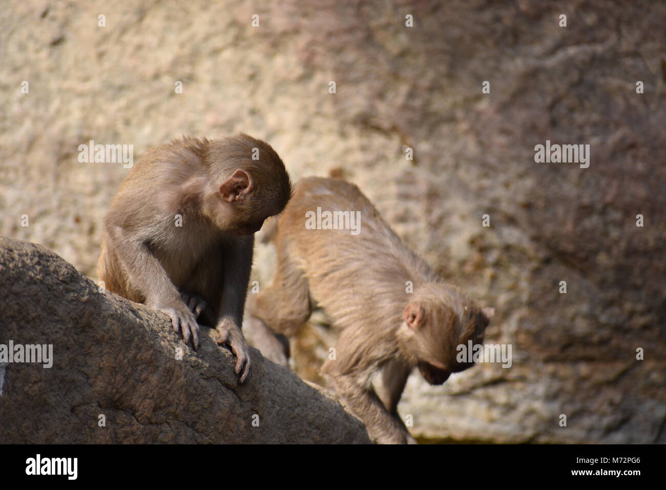 Two monkeys together hi-res stock photography and images - Alamy