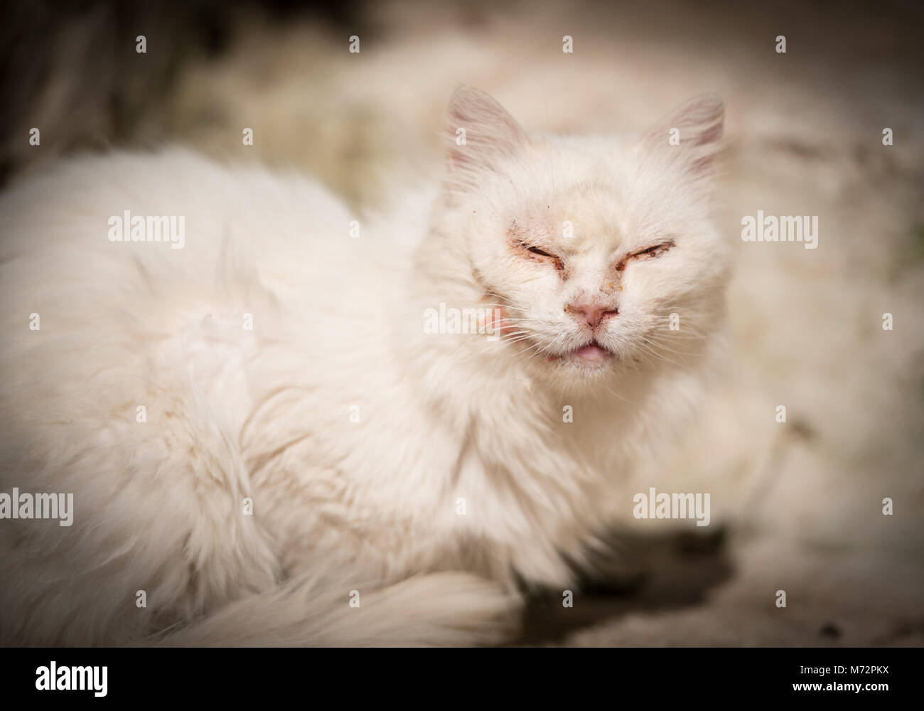 portrait of white male cat with cut cheek after brawl siting on stone ...