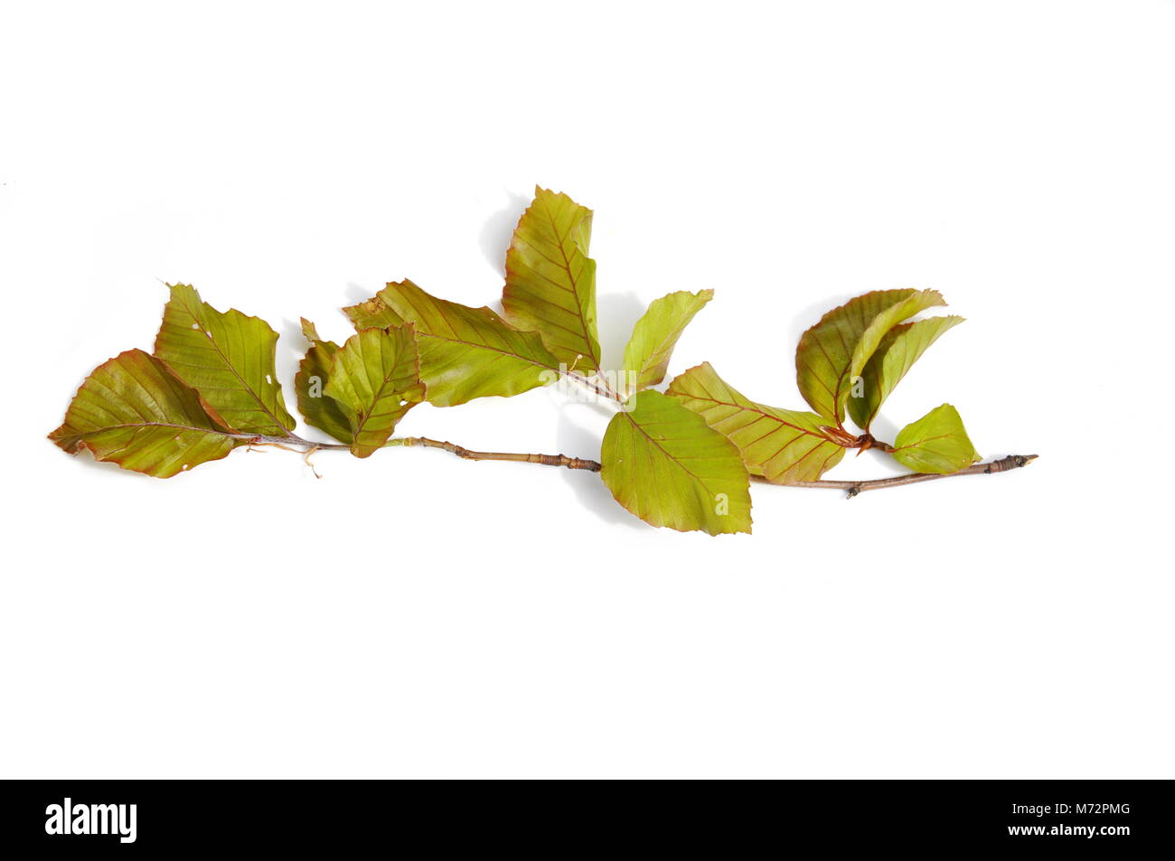 Branch from beech tree isolated on white background Stock Photo - Alamy