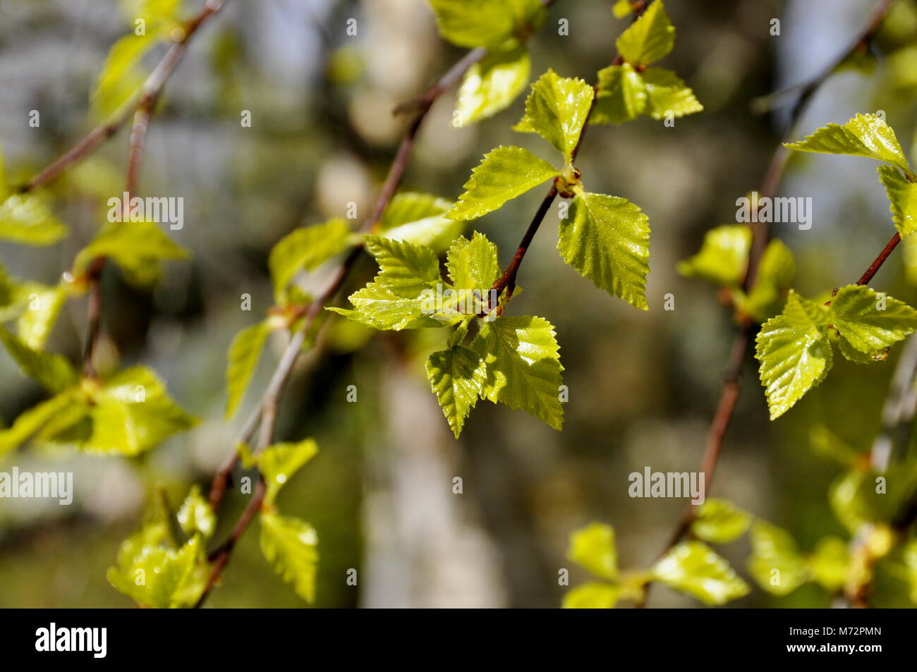 Green branch of a birch tree with new leaves in spring Stock Photo - Alamy