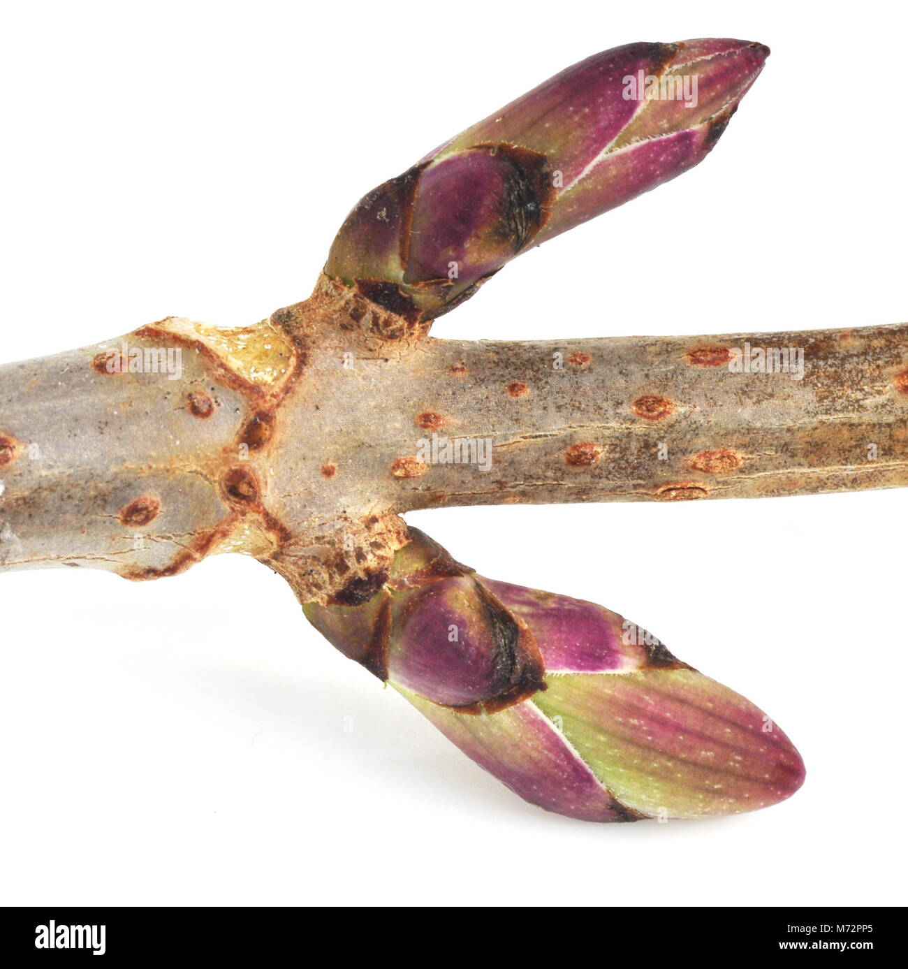 Bud Burst Stock Photos & Bud Burst Stock Images - Alamy