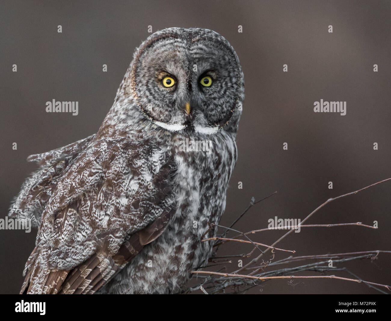 Great Gray Owl Stock Photo - Alamy