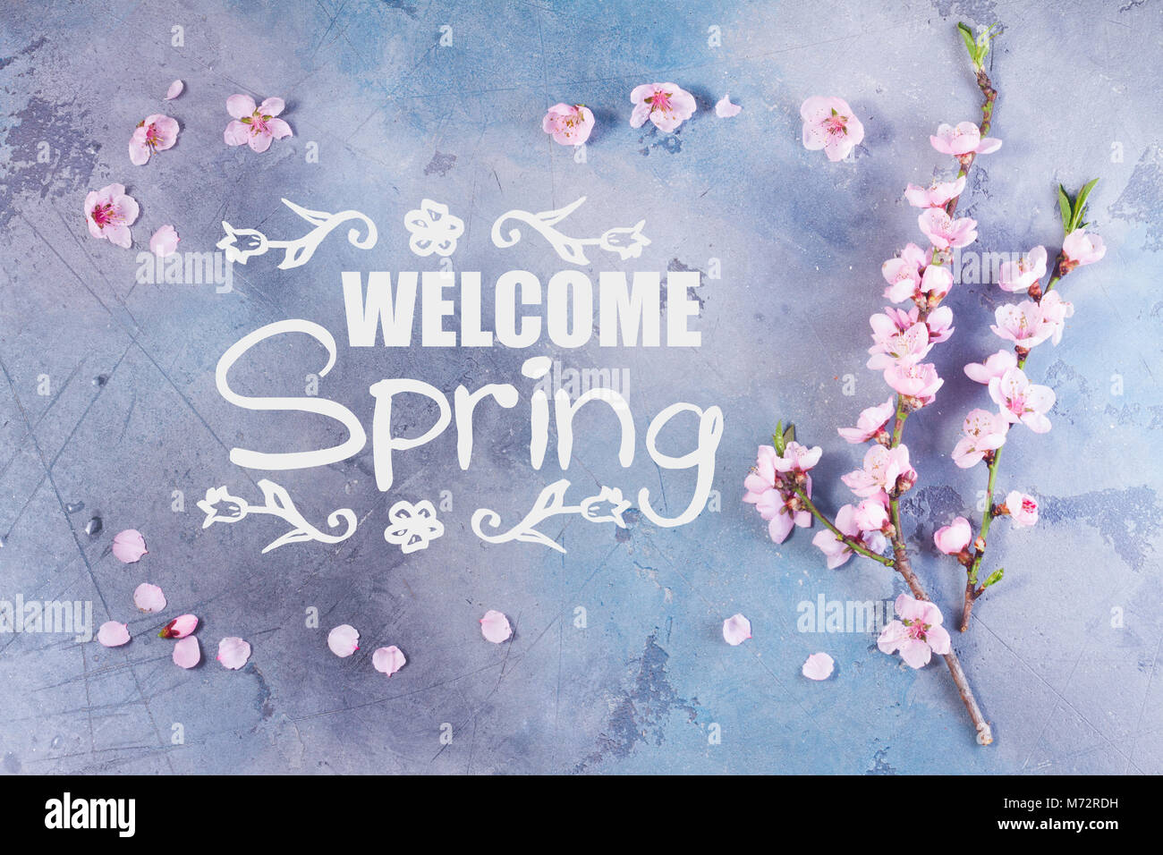 pink cherry blossom Stock Photo - Alamy
