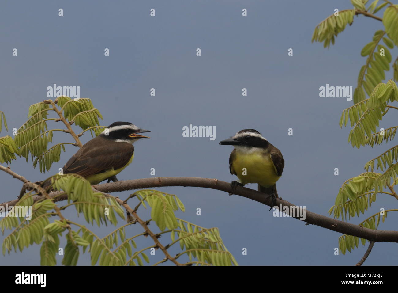 Napo wild life centre hi-res stock photography and images - Alamy