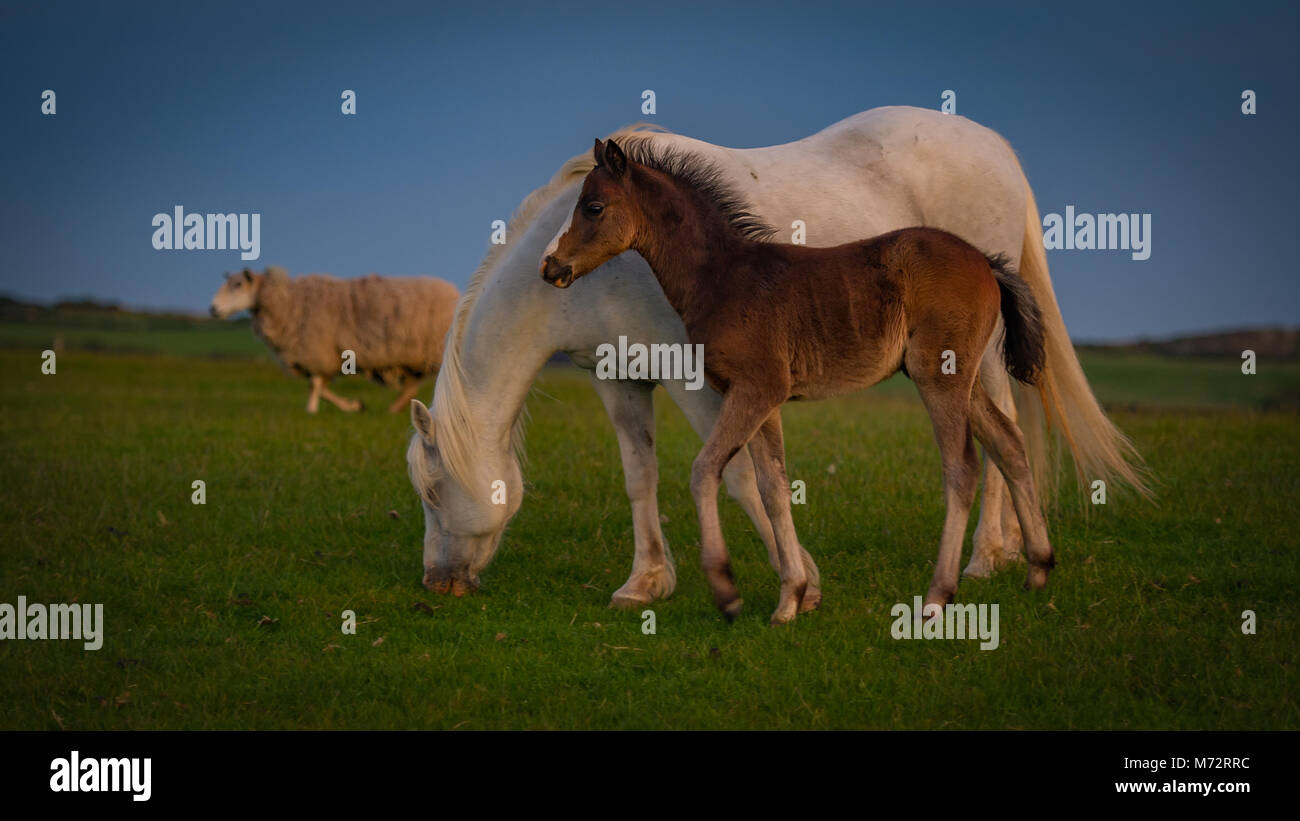 Mare and Foal at Sunset, with Sheep Photo-bomb Stock Photo - Alamy