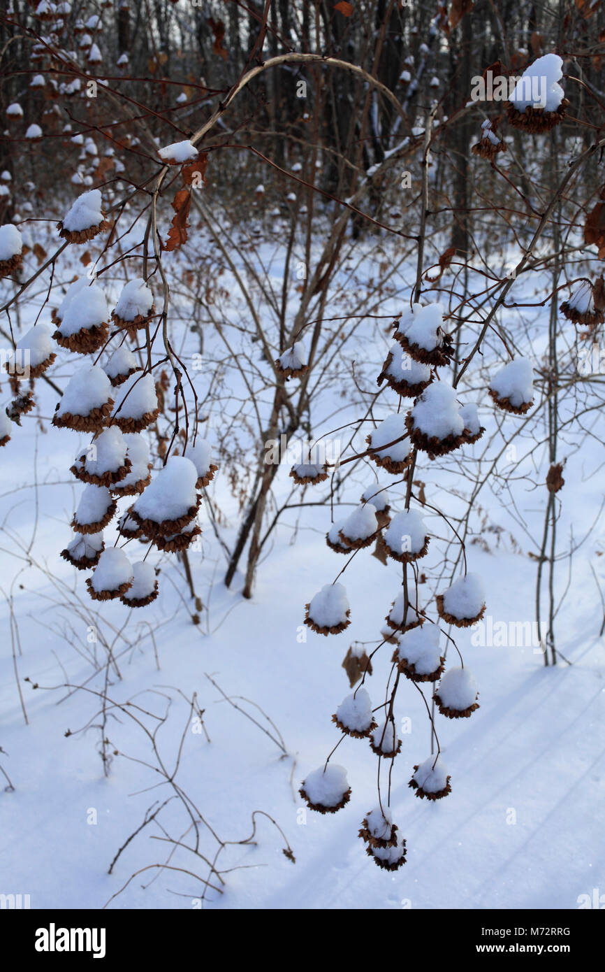 Canada, Quebec, Montreal, winter, forest under snow Stock Photo - Alamy
