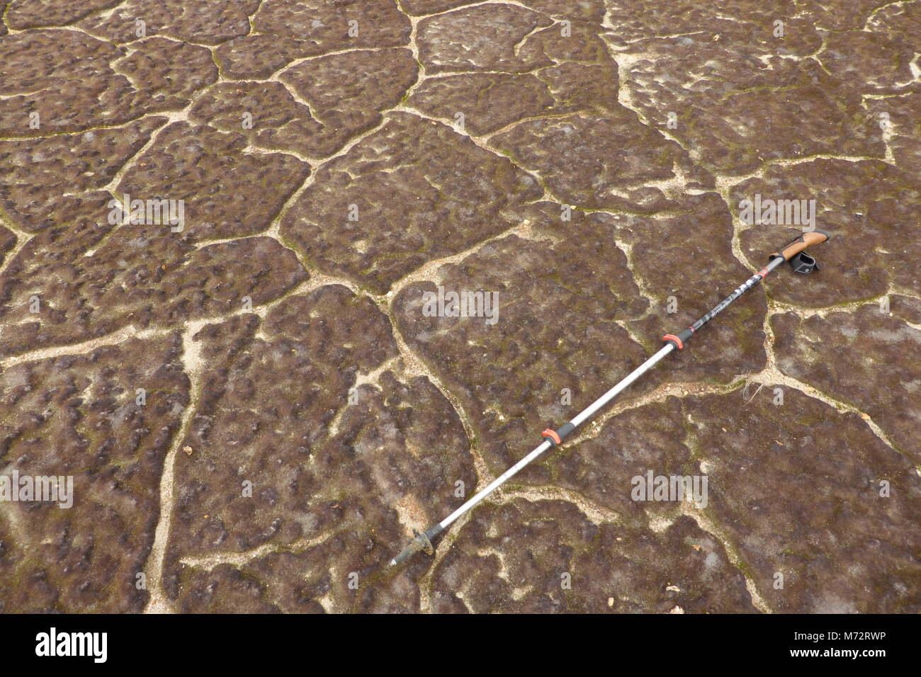 Soil bacteria and fungus hi-res stock photography and images - Alamy