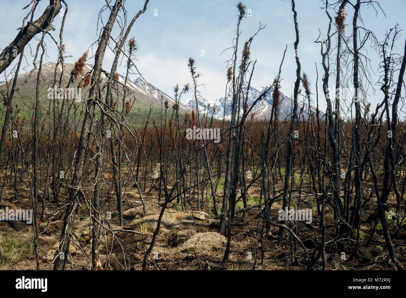 Fire scar hi-res stock photography and images - Alamy