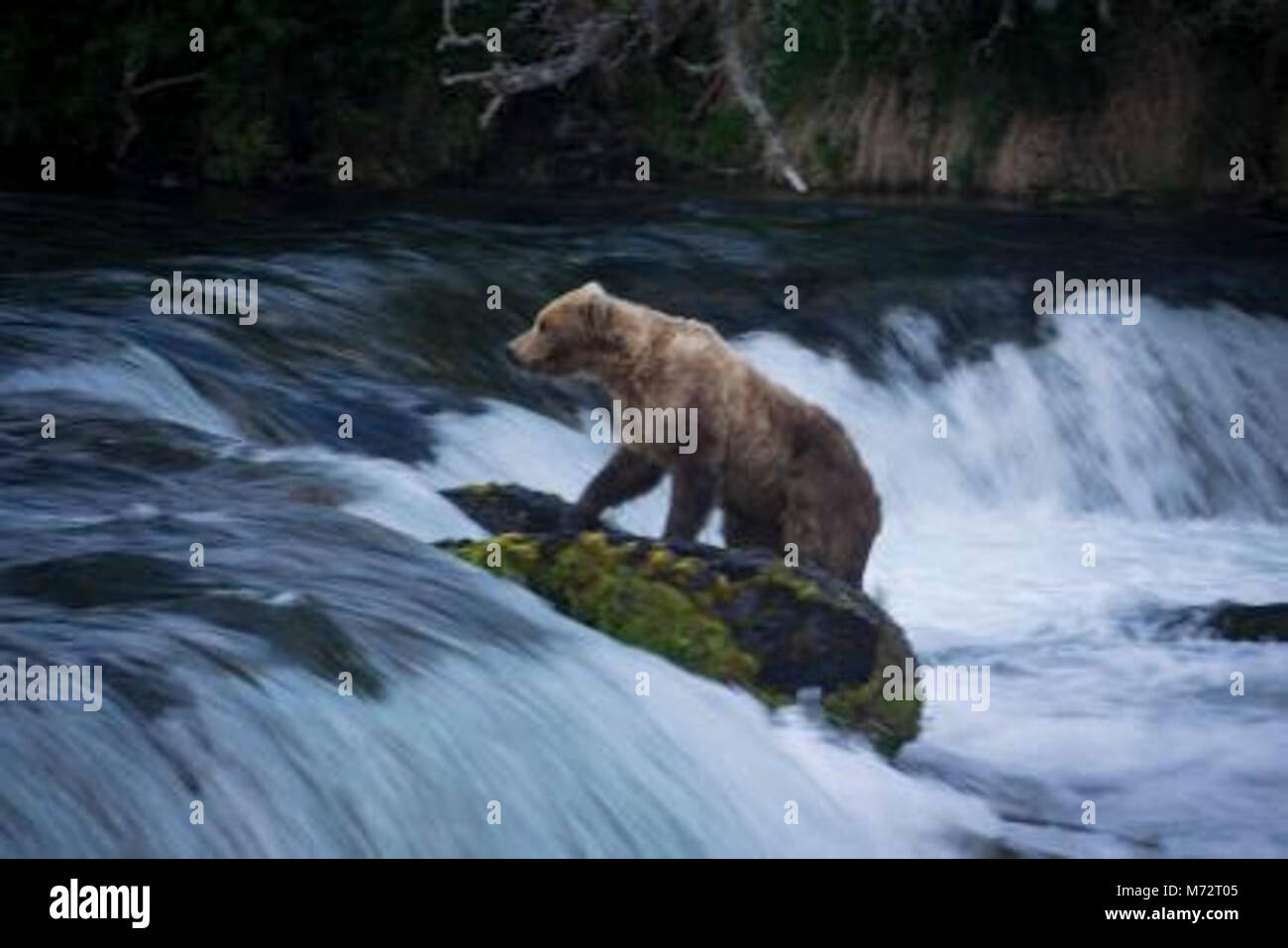 . Bear fishing at waterfall Stock Photo - Alamy