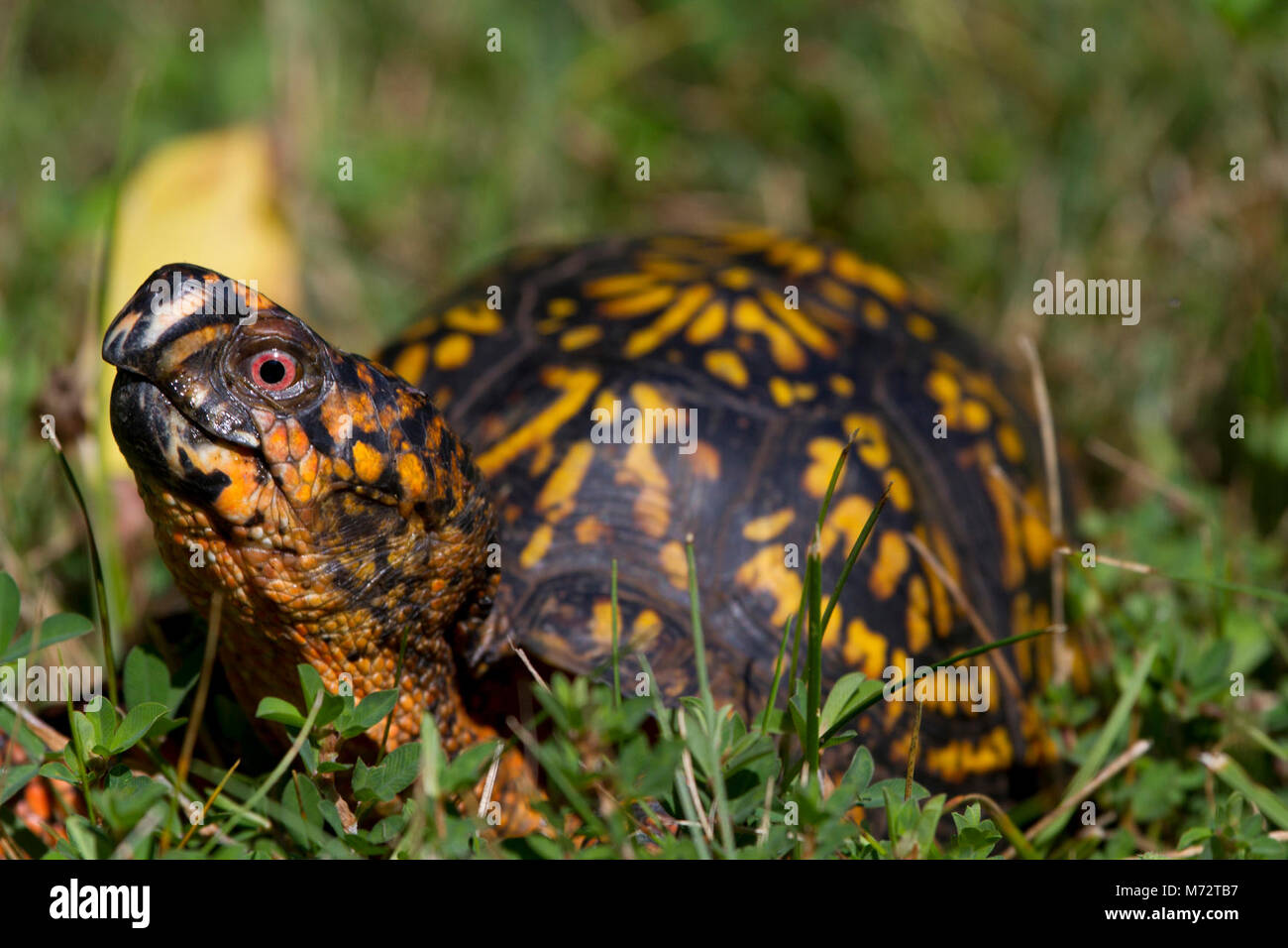 Eastern Box Turtle Stock Photo - Alamy