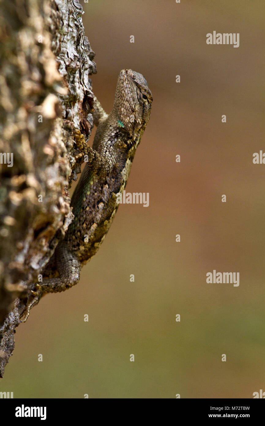 Eastern Fence Lizard Stock Photo - Alamy