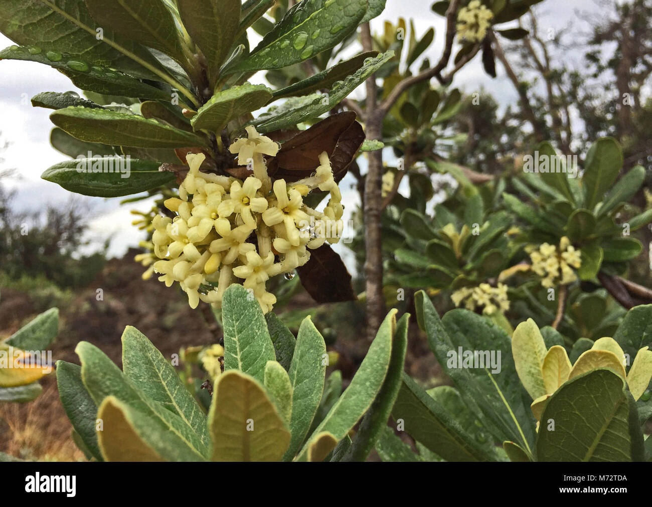 Endemic hō‘awa flowering in new Kahuku parcel Stock Photo - Alamy